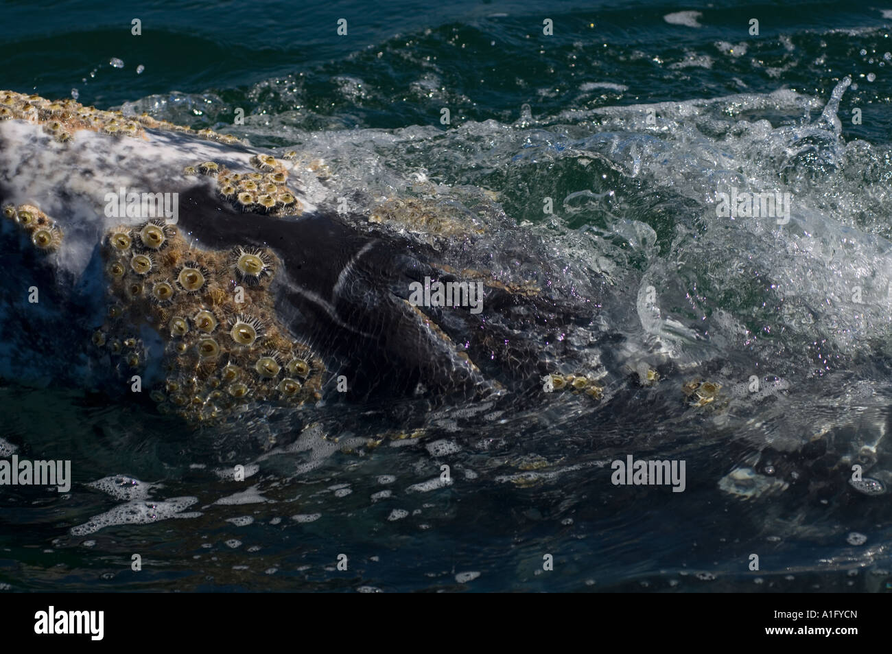 Scammon hi-res stock photography and images - Alamy