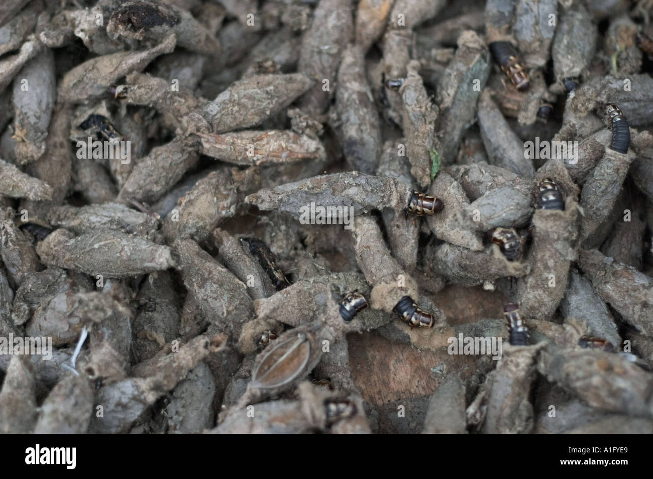 Shanghai Cricket Market High Resolution Stock Photography and Images ...