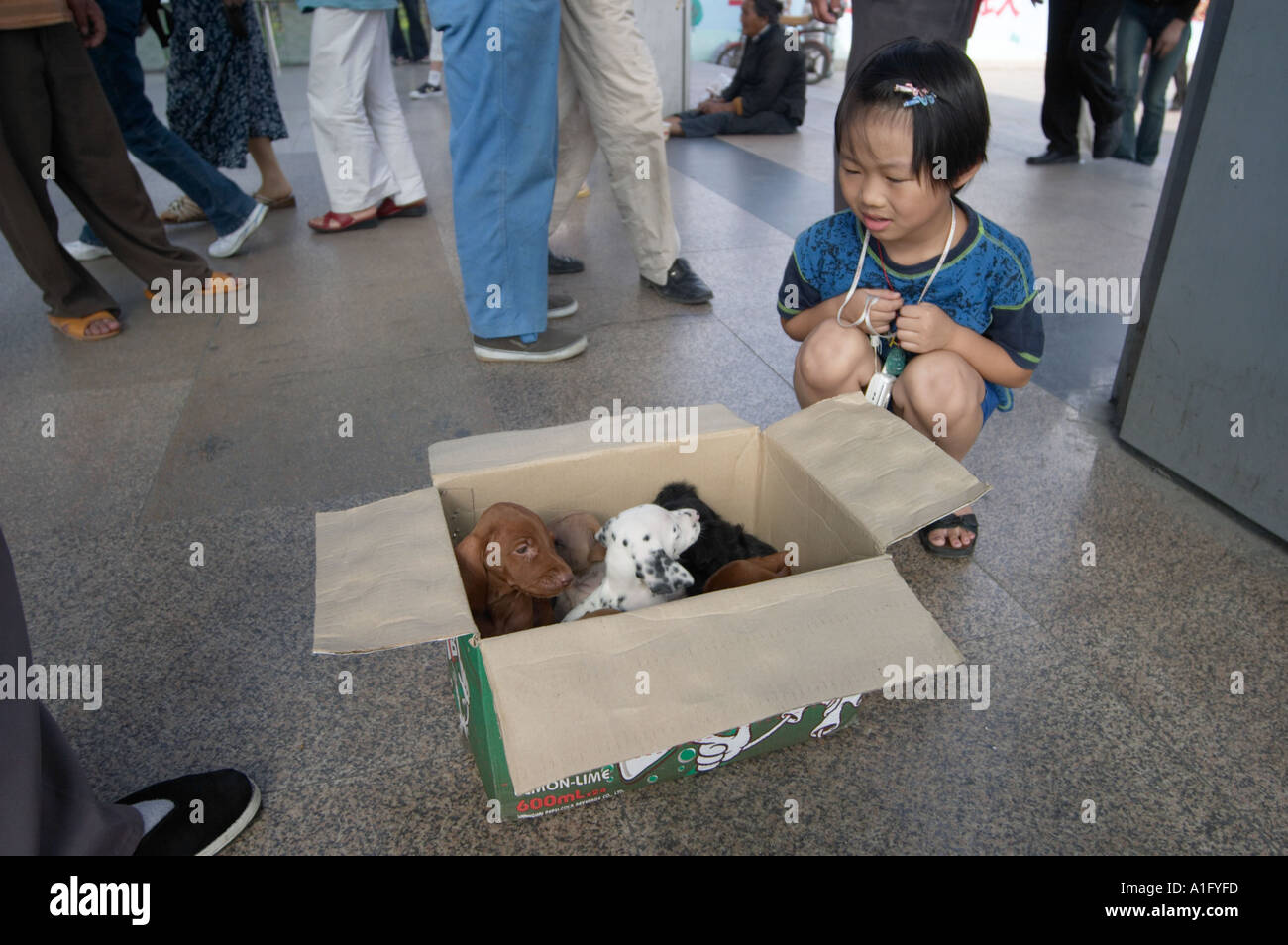 chinese people looking at dog puppies for sale in cardboard box as ...
