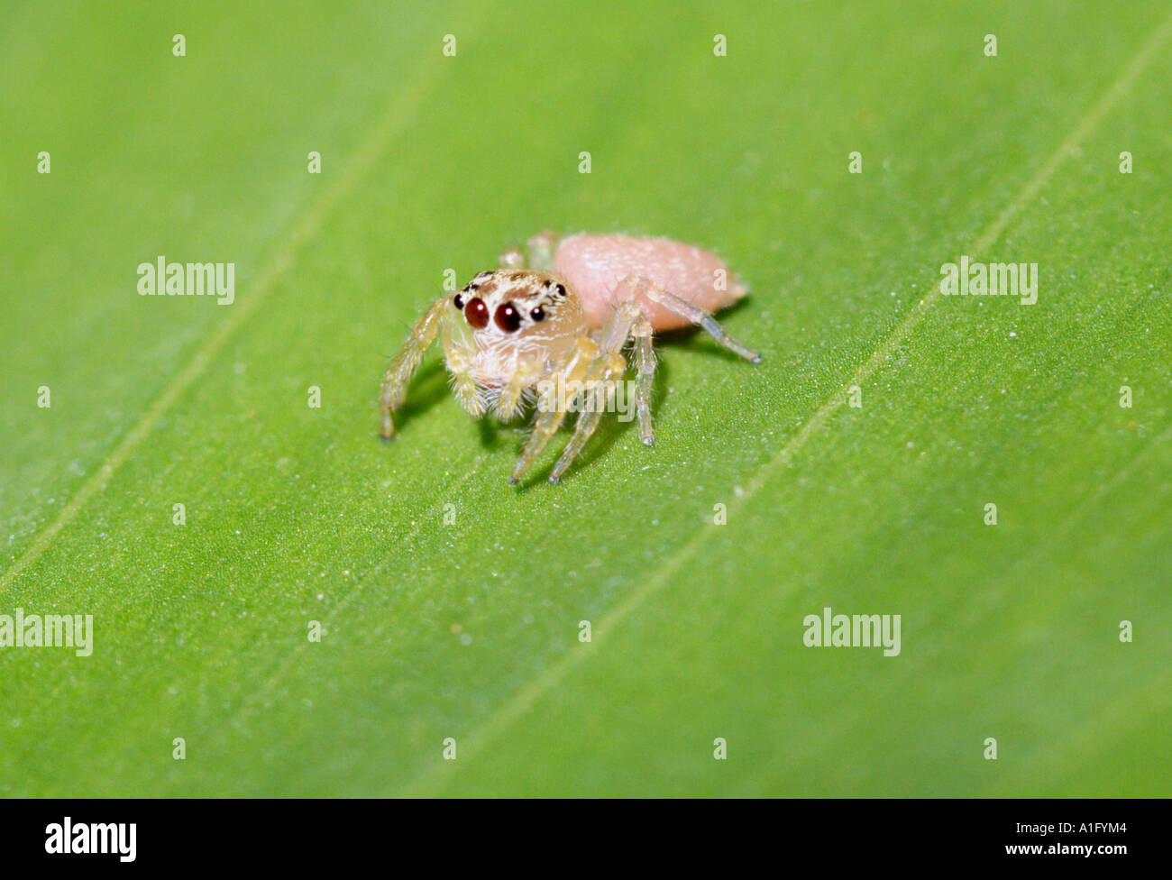 Jumping spider prey pounce hi-res stock photography and images - Alamy