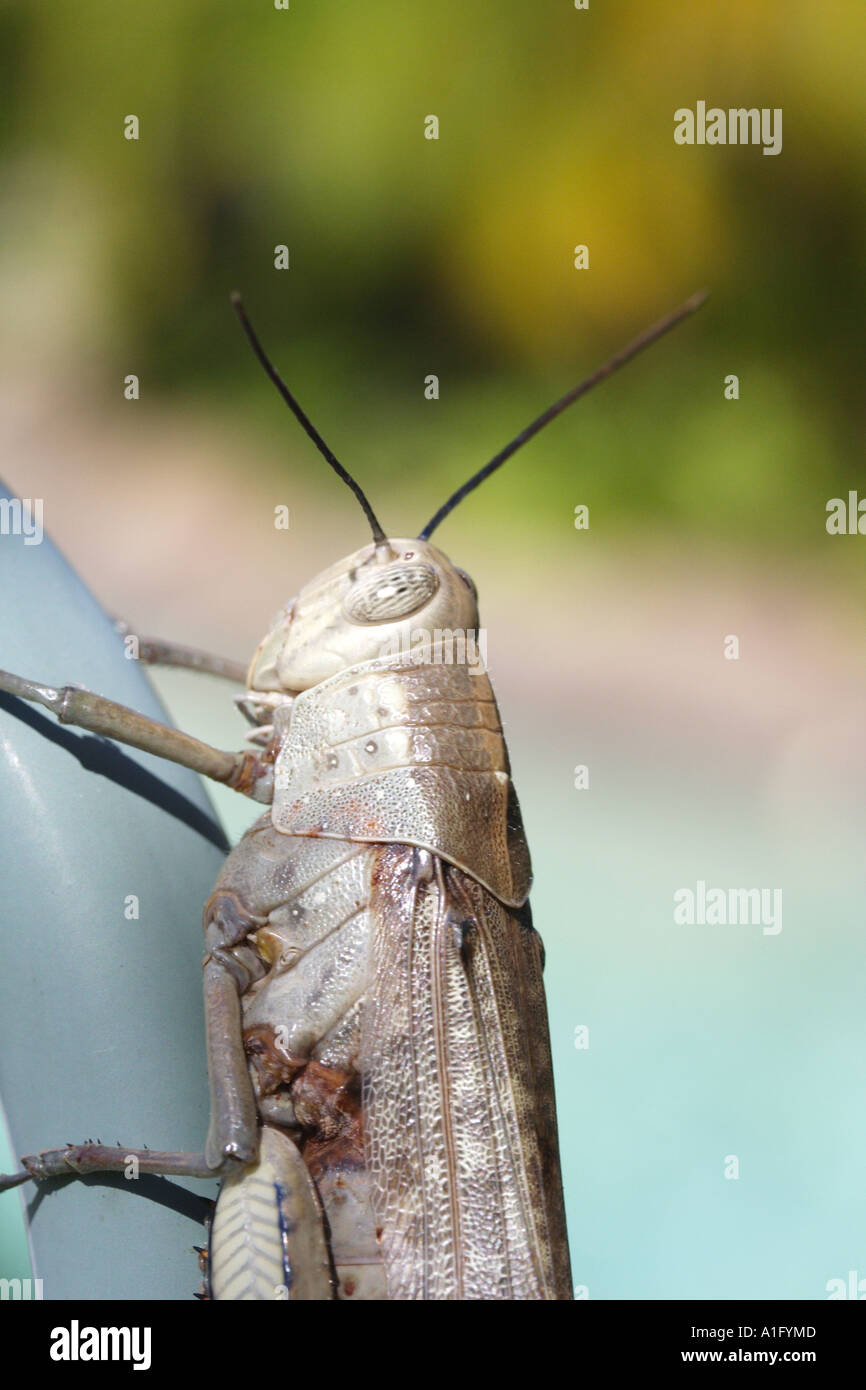 SIDE VIEW OF A GRASSHOPPER Stock Photo - Alamy