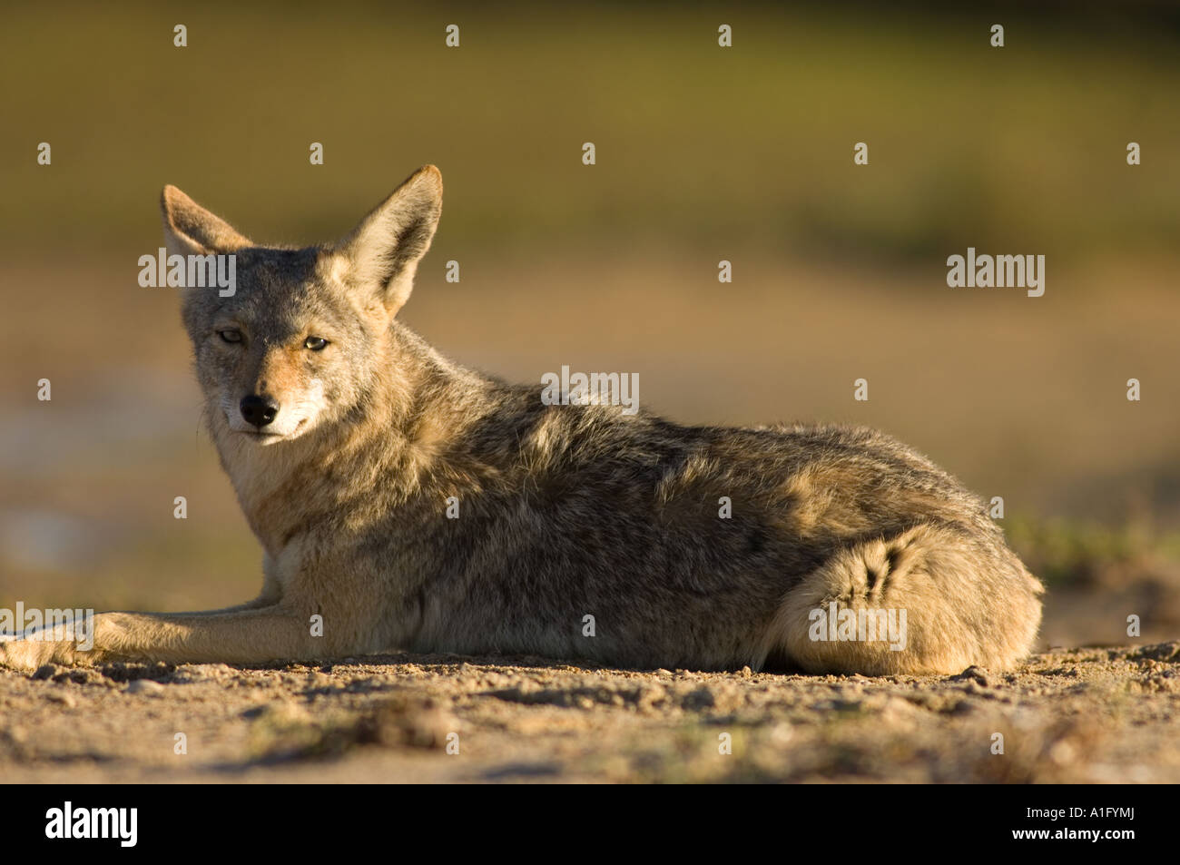 coyote Canis latrans resting at Scammon s Lagoon Guerrero Negro Baja ...