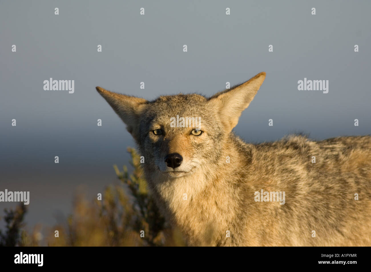 coyote Canis latrans searching for food at Scammon s Lagoon Guerrero ...