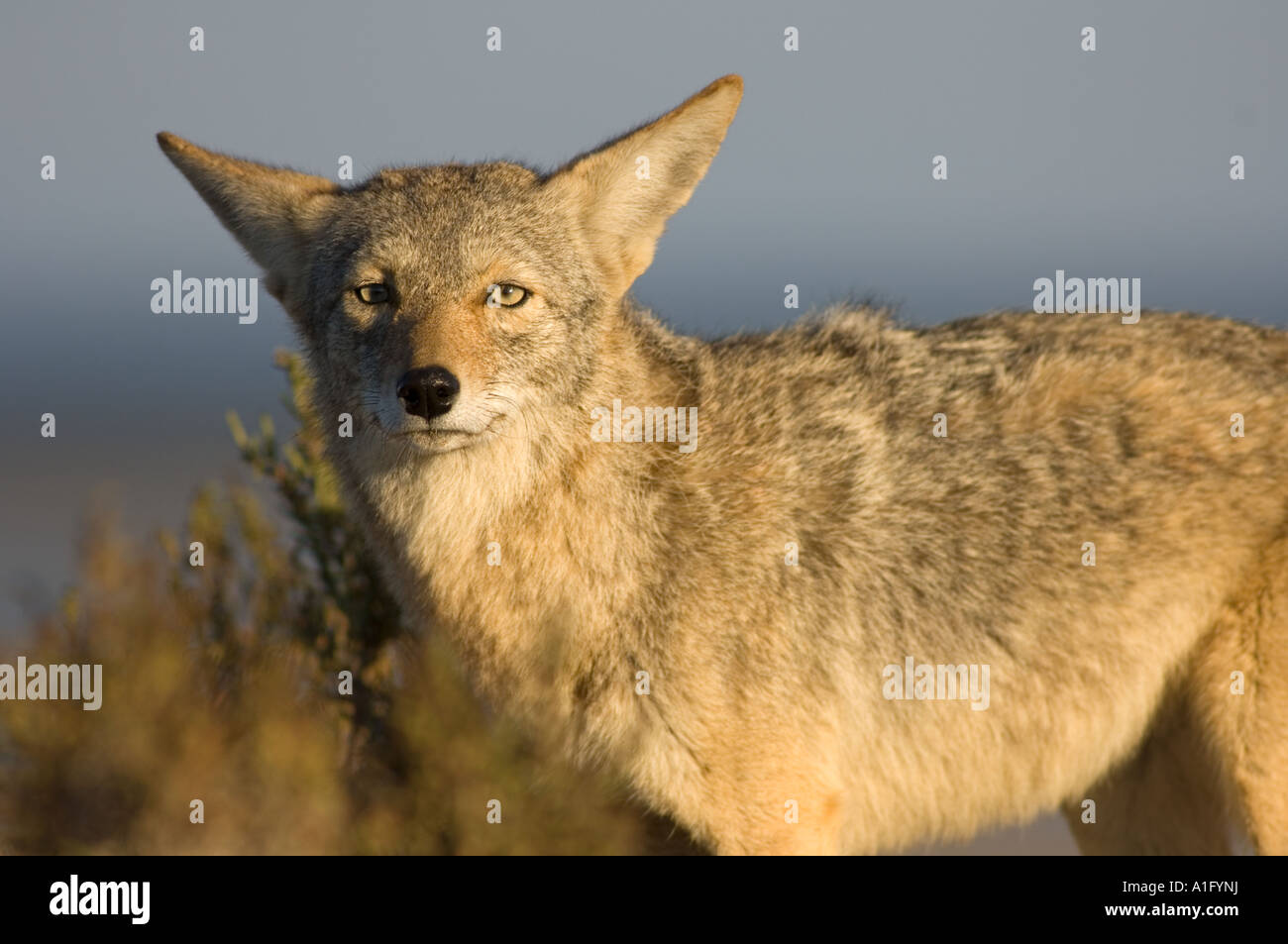 coyote Canis latrans searching for food at Scammon s Lagoon Guerrero ...