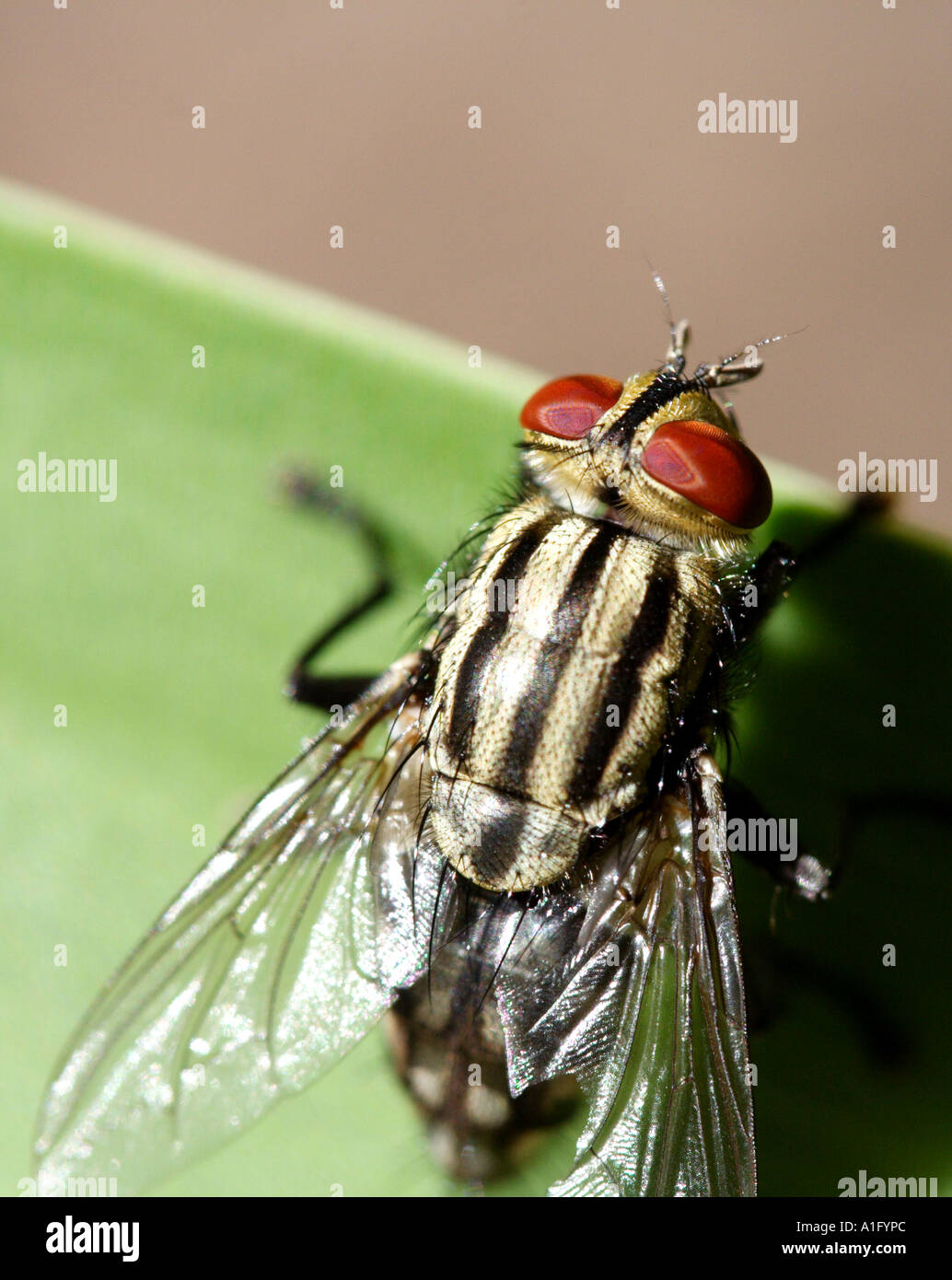 Flesh fly head close up hi-res stock photography and images - Alamy