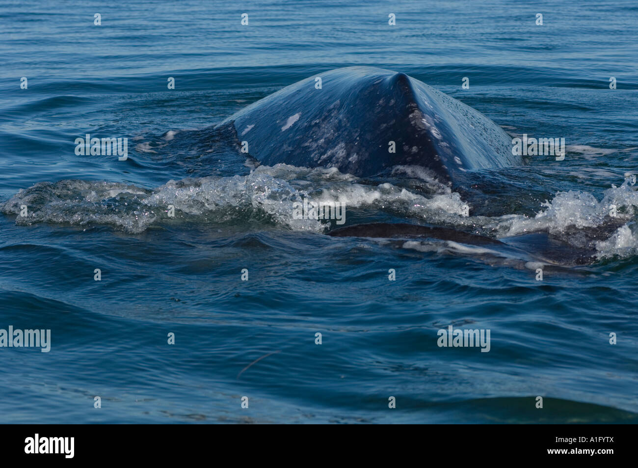 Scammon hi-res stock photography and images - Alamy