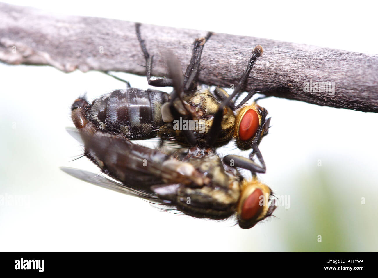 Flies with large red eyes hi-res stock photography and images - Alamy