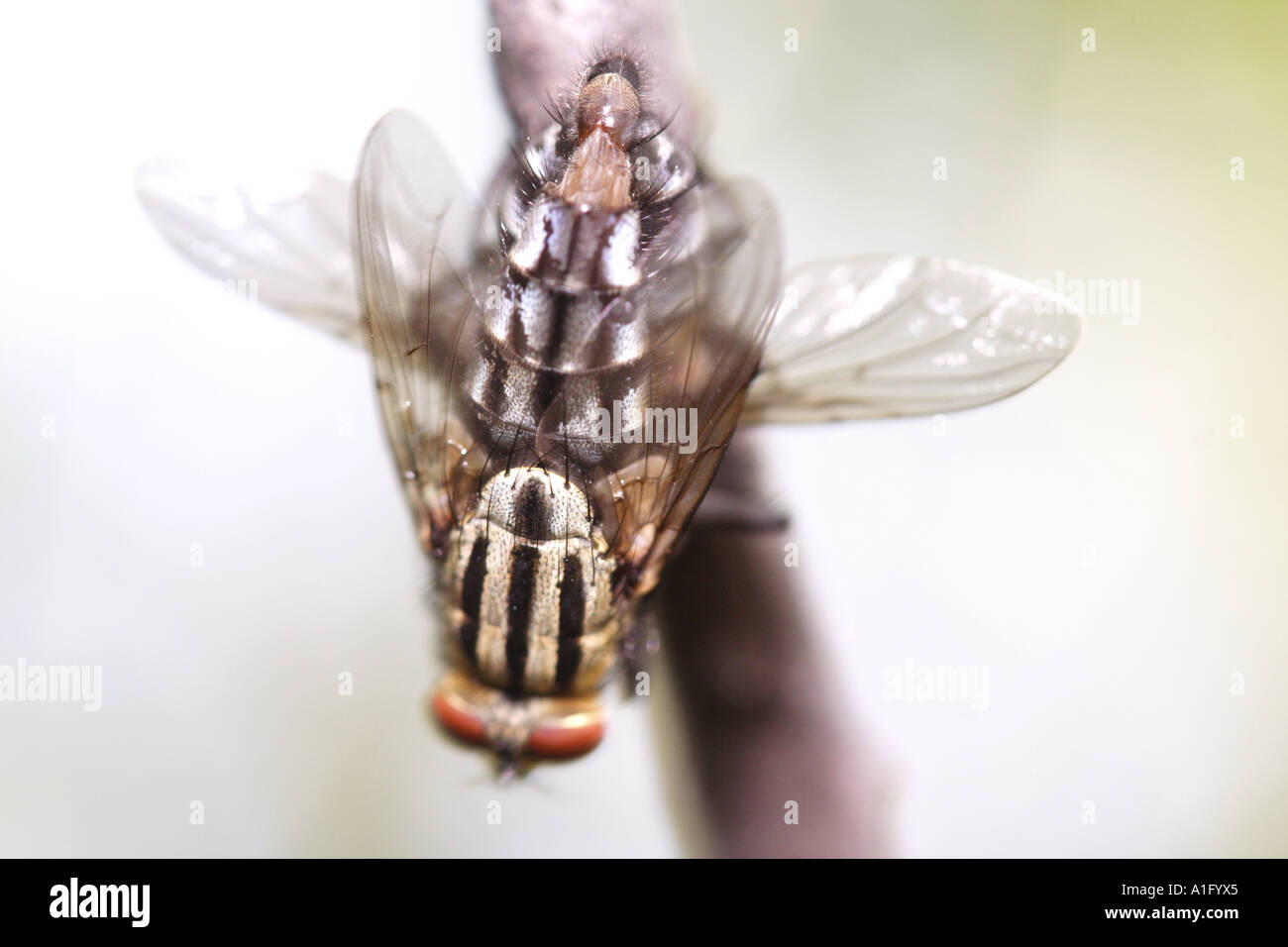 Flies with large red eyes hi-res stock photography and images - Alamy