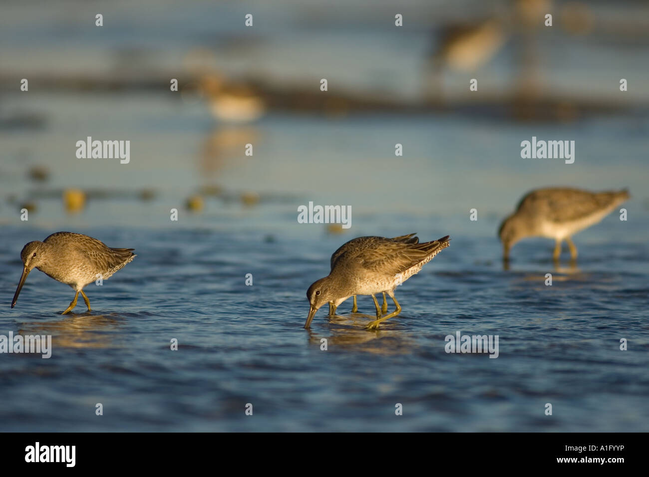 arctic shorebirds feeding on crustaceans and invertebrates in Scammons ...