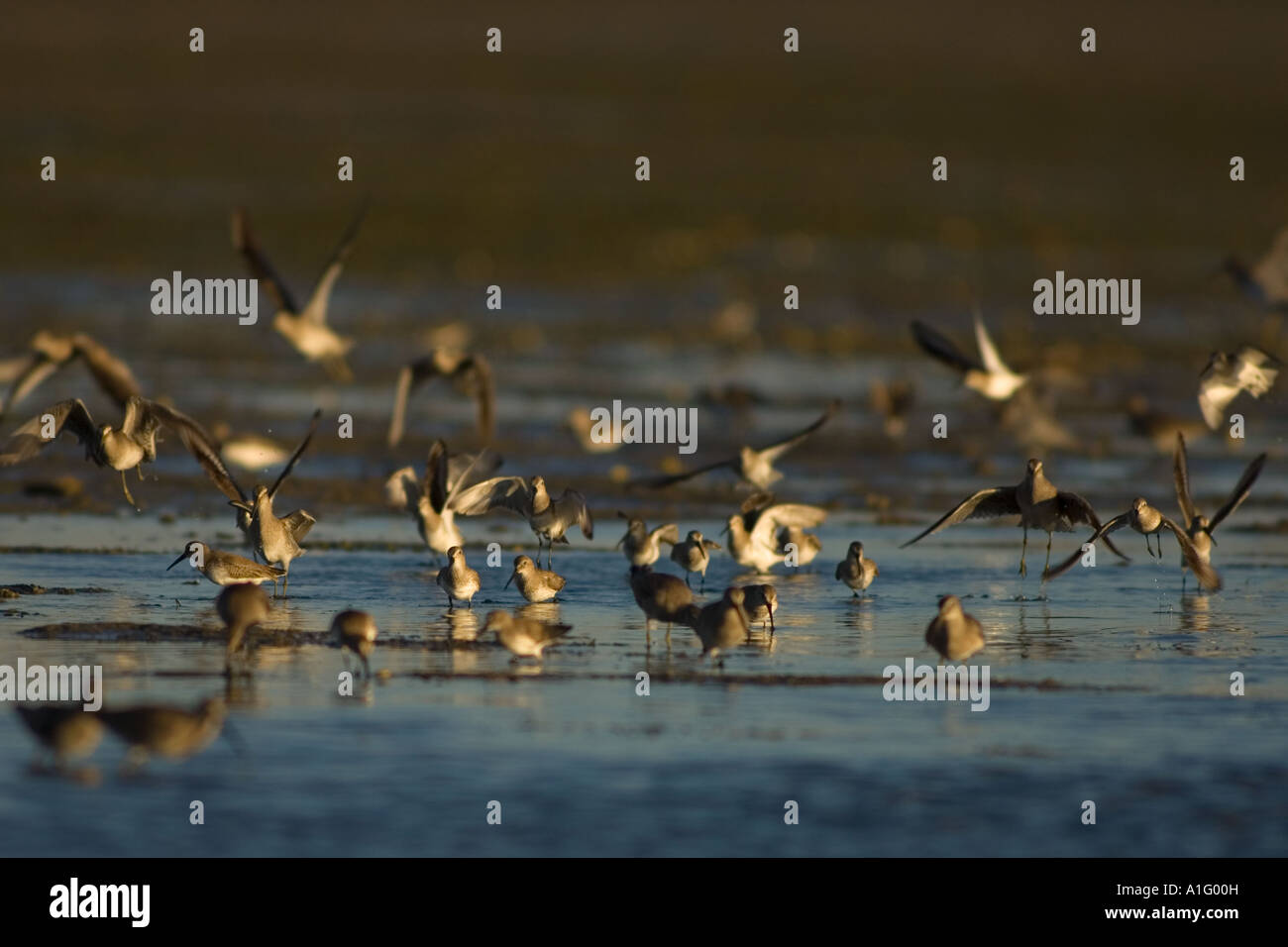 arctic shorebirds in flight over Scammon s Lagoon Guerrero Negro Baja ...