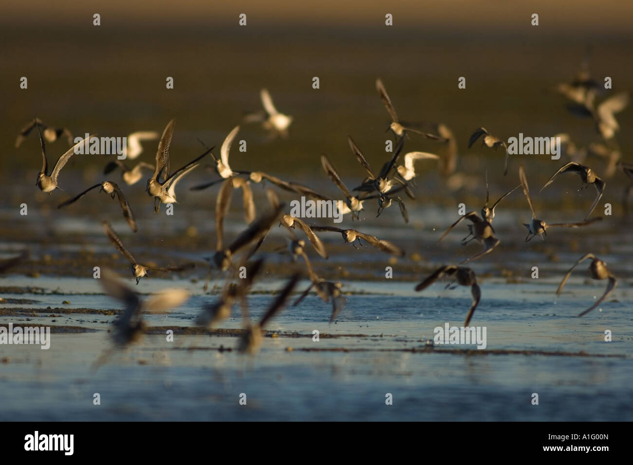 arctic shorebirds in flight over Scammon s Lagoon Guerrero Negro Baja ...