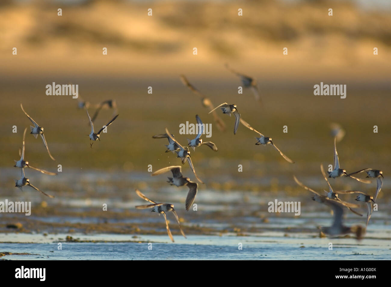 arctic shorebirds in flight over Scammon s Lagoon Guerrero Negro Baja ...