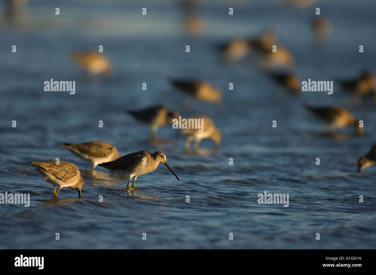 arctic shorebirds feeding on crustaceans and invertebrates in Scammons ...