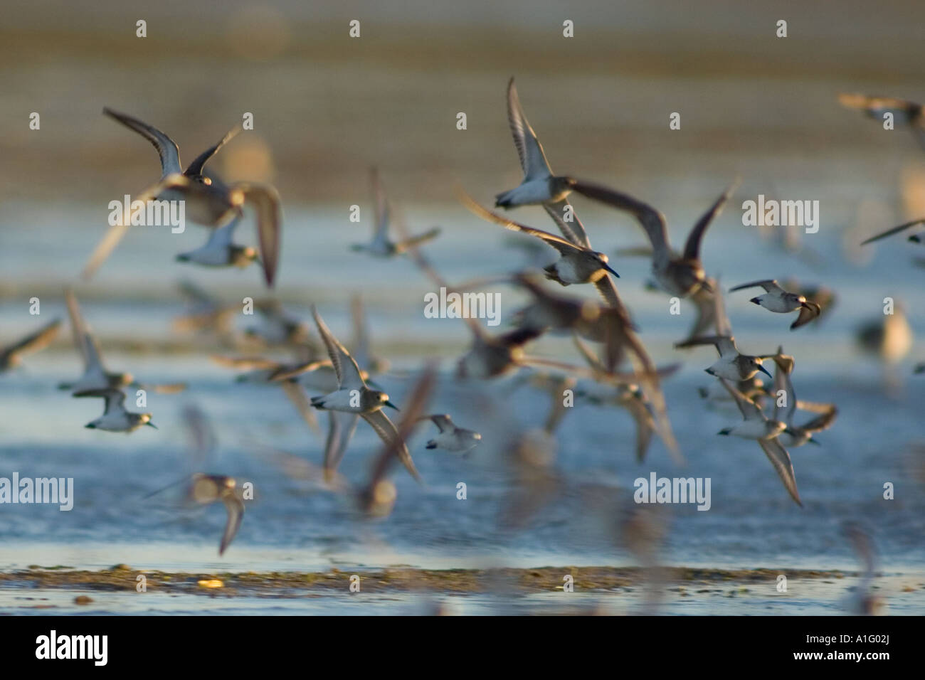 arctic shorebirds in flight over Scammon s Lagoon Guerrero Negro Baja ...