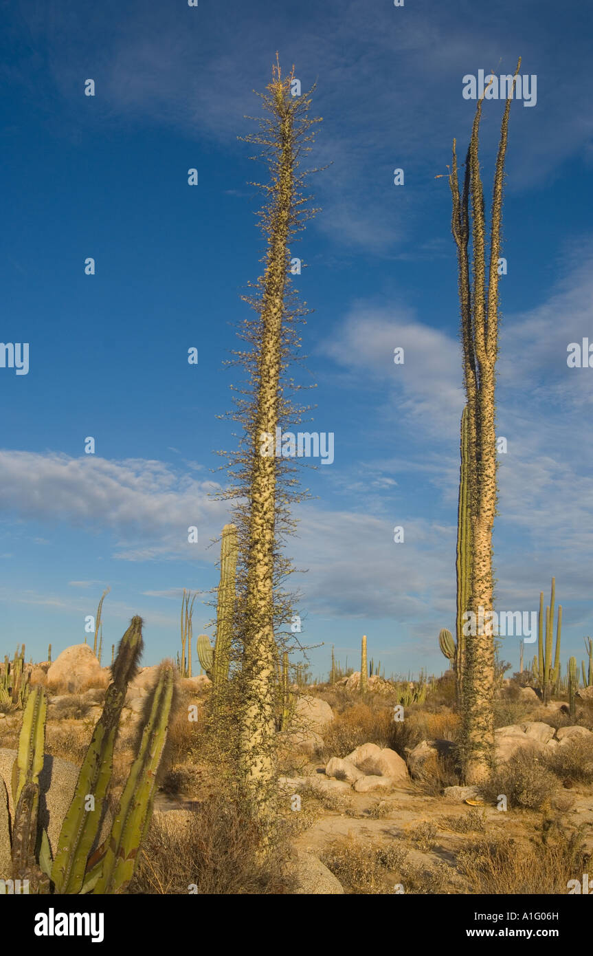 Cirio cactus hi-res stock photography and images - Alamy