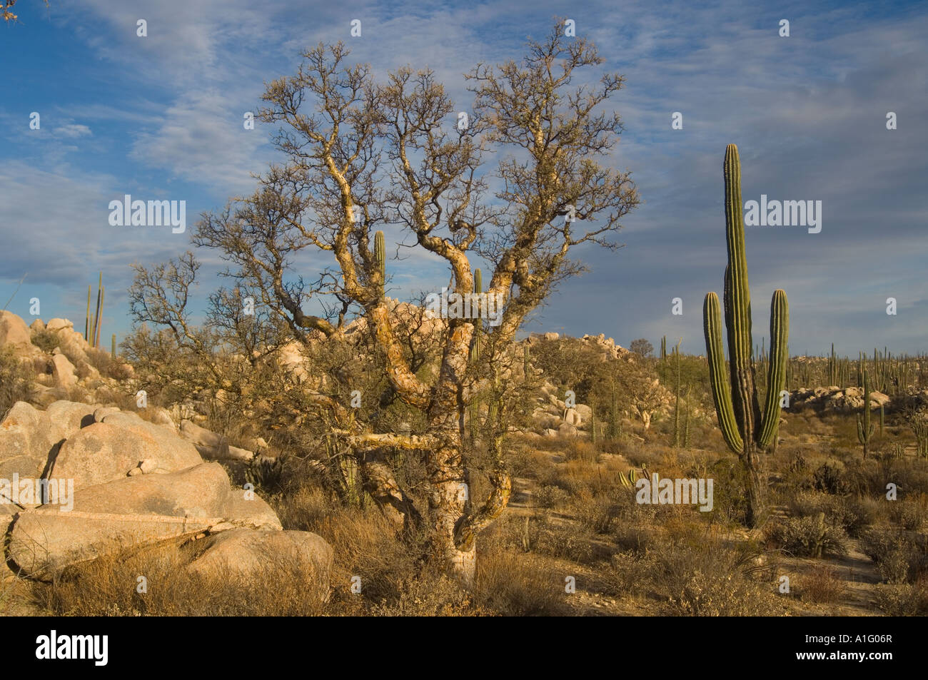 cactus in the desert on the Baja California Peninsula Mexico Stock ...