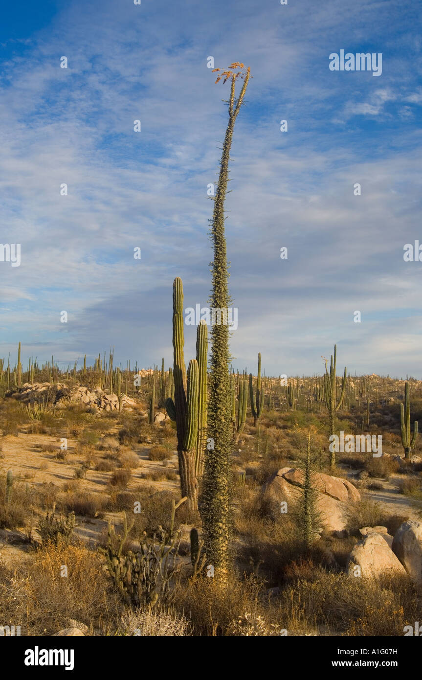 boojum or cirio trees Fouquieria columnaris in the desert on the Baja ...