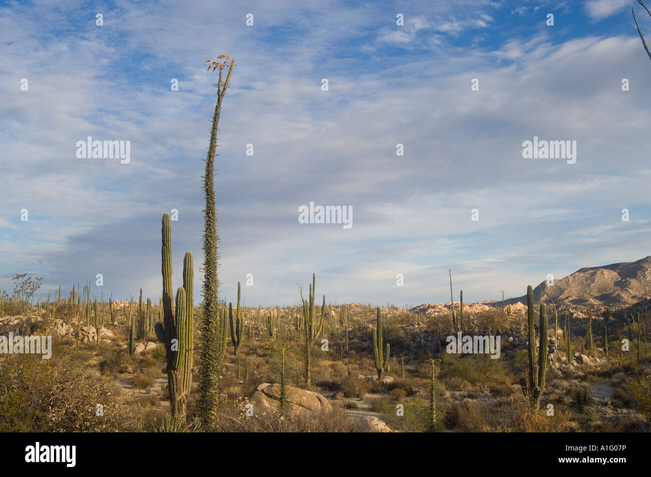 Baja california boojum trees fouquieria High Resolution Stock ...