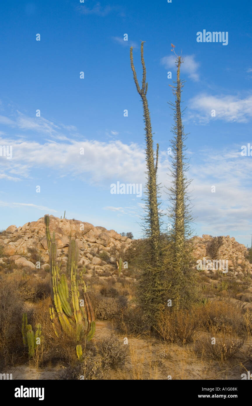 Cirio cactus hi-res stock photography and images - Alamy