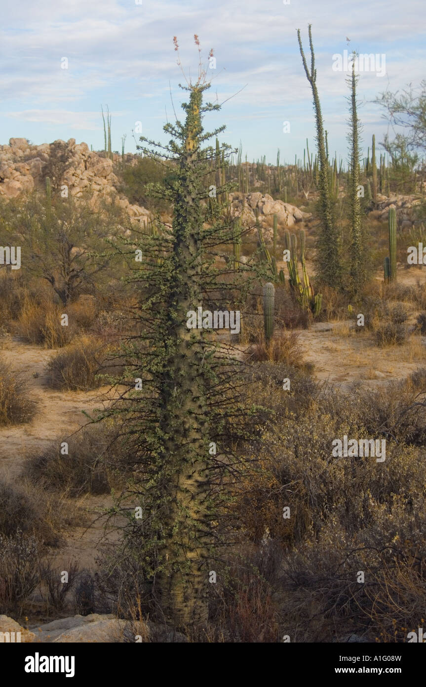 boojum or cirio trees Fouquieria columnaris in the desert on the Baja ...