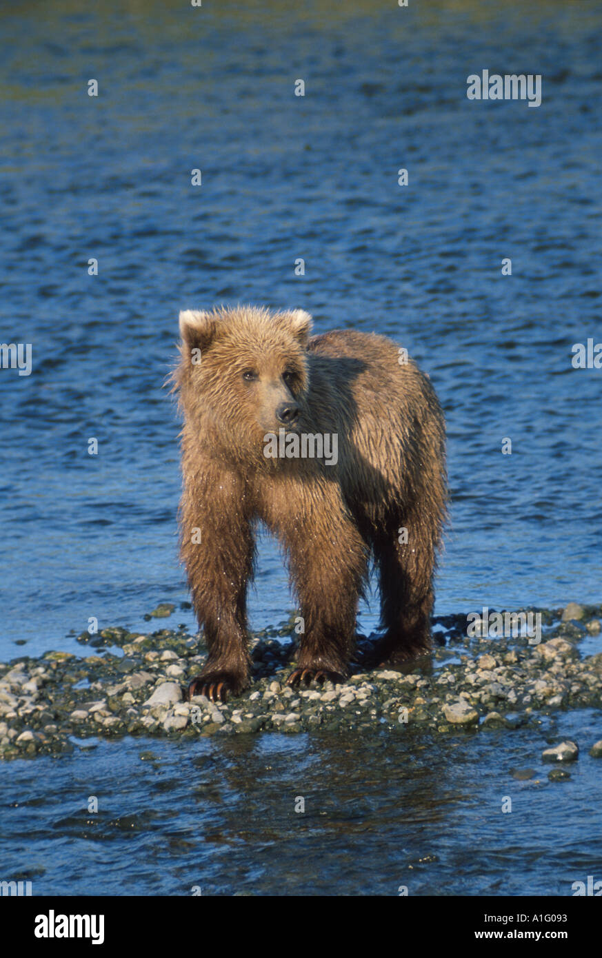 Grizzly bar hi-res stock photography and images - Alamy