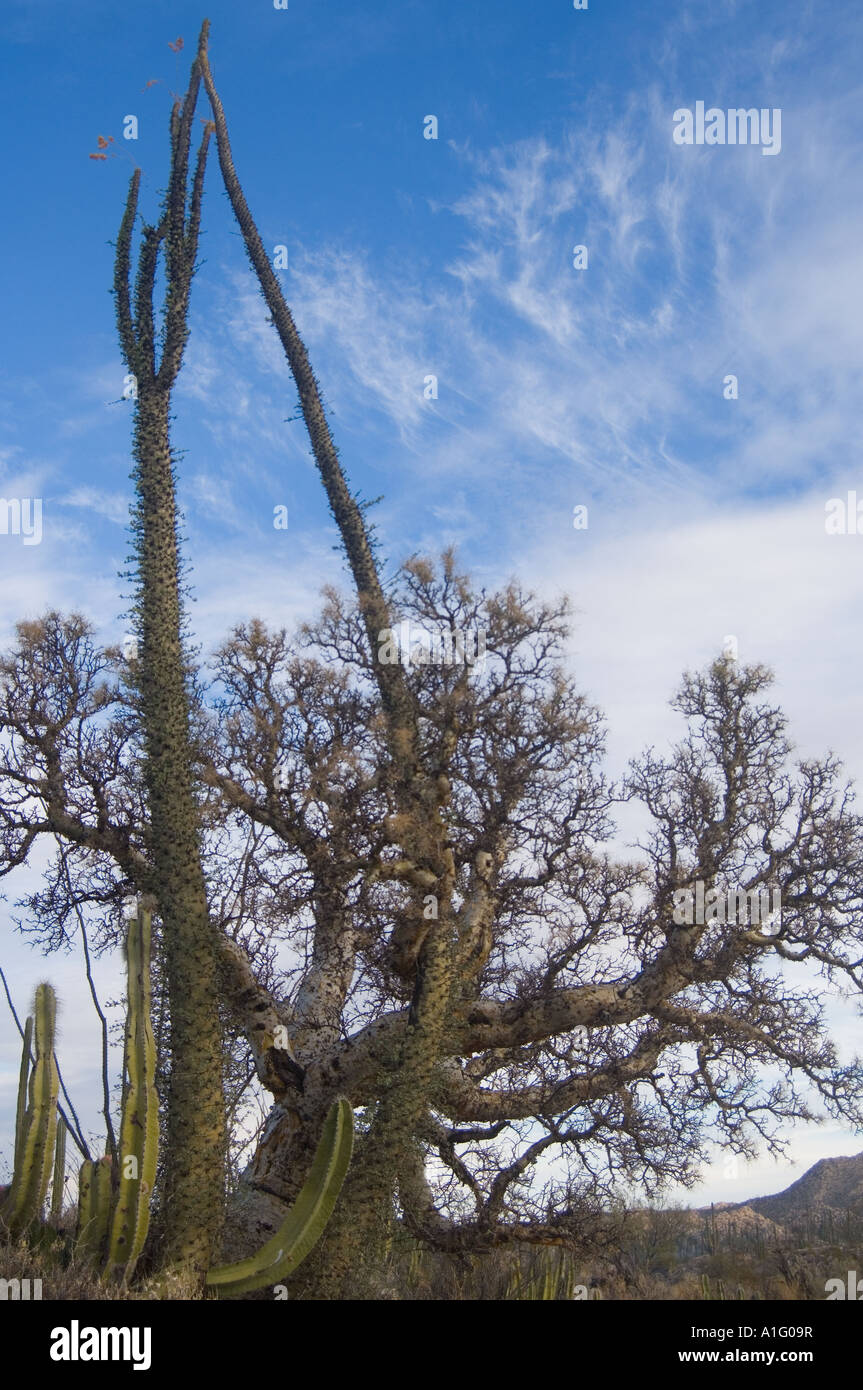 Baja california boojum trees fouquieria High Resolution Stock ...