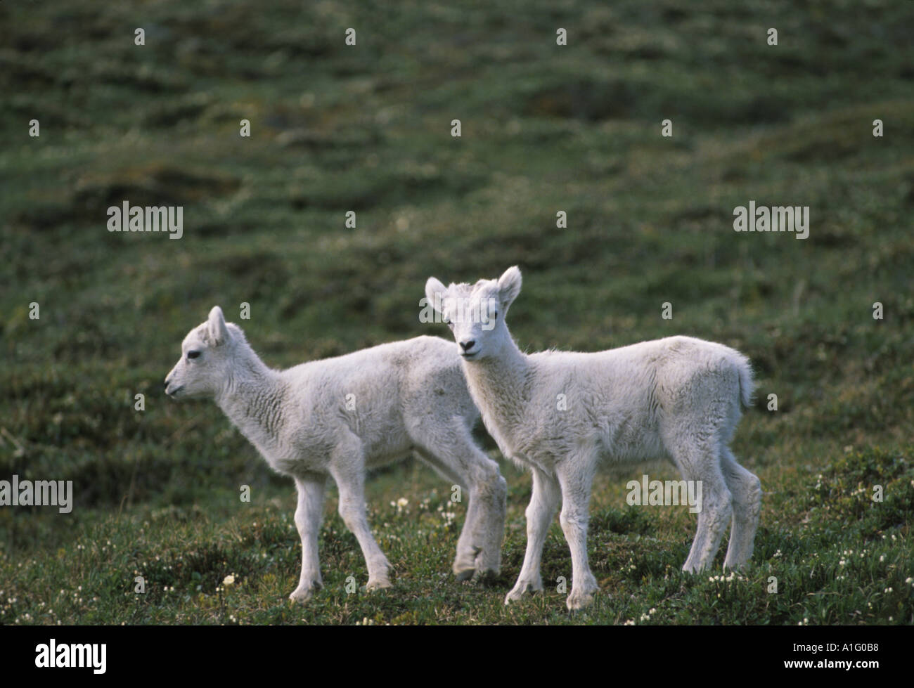 Alaska denali goat hi-res stock photography and images - Alamy