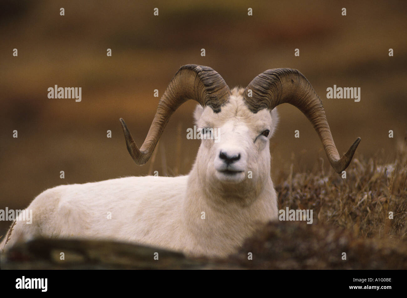 Dall Sheep Ram Denali NP Alaska Stock Photo - Alamy