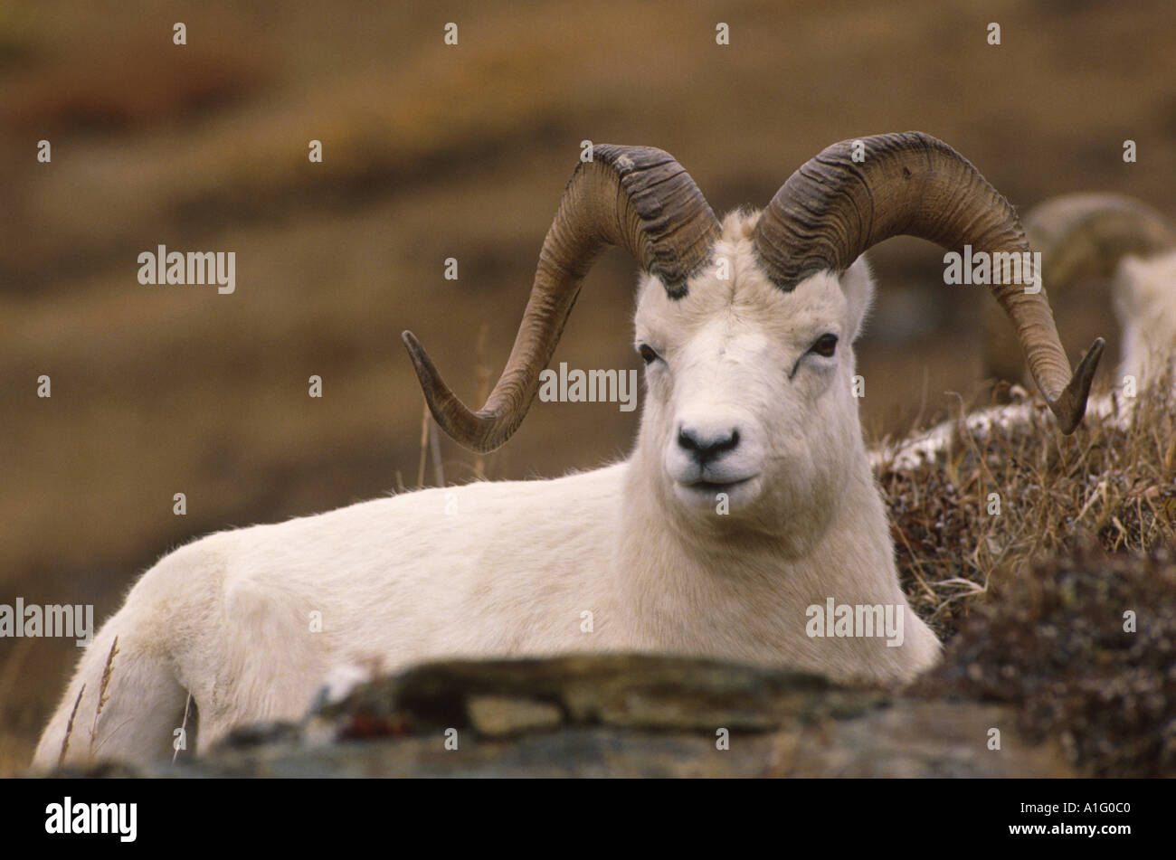 Dall Sheep Ram Denali NP Alaska Stock Photo - Alamy