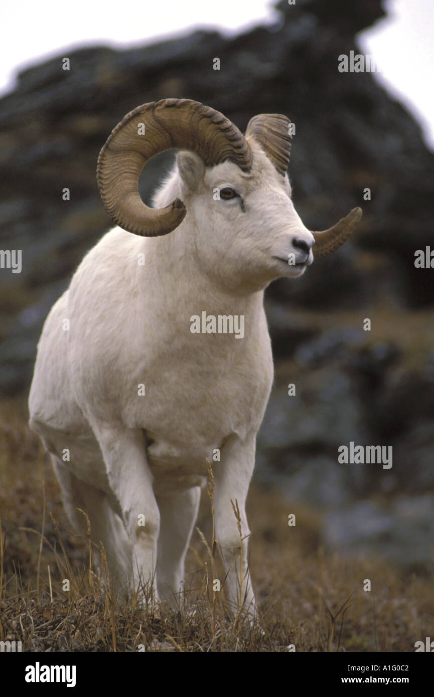 Portrait of Dall Sheep Ram Alaska Summer Stock Photo - Alamy