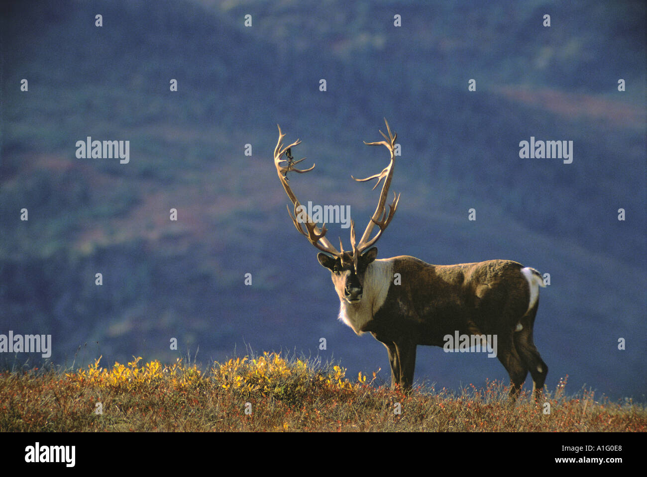 Fall colors caribou hi-res stock photography and images - Alamy
