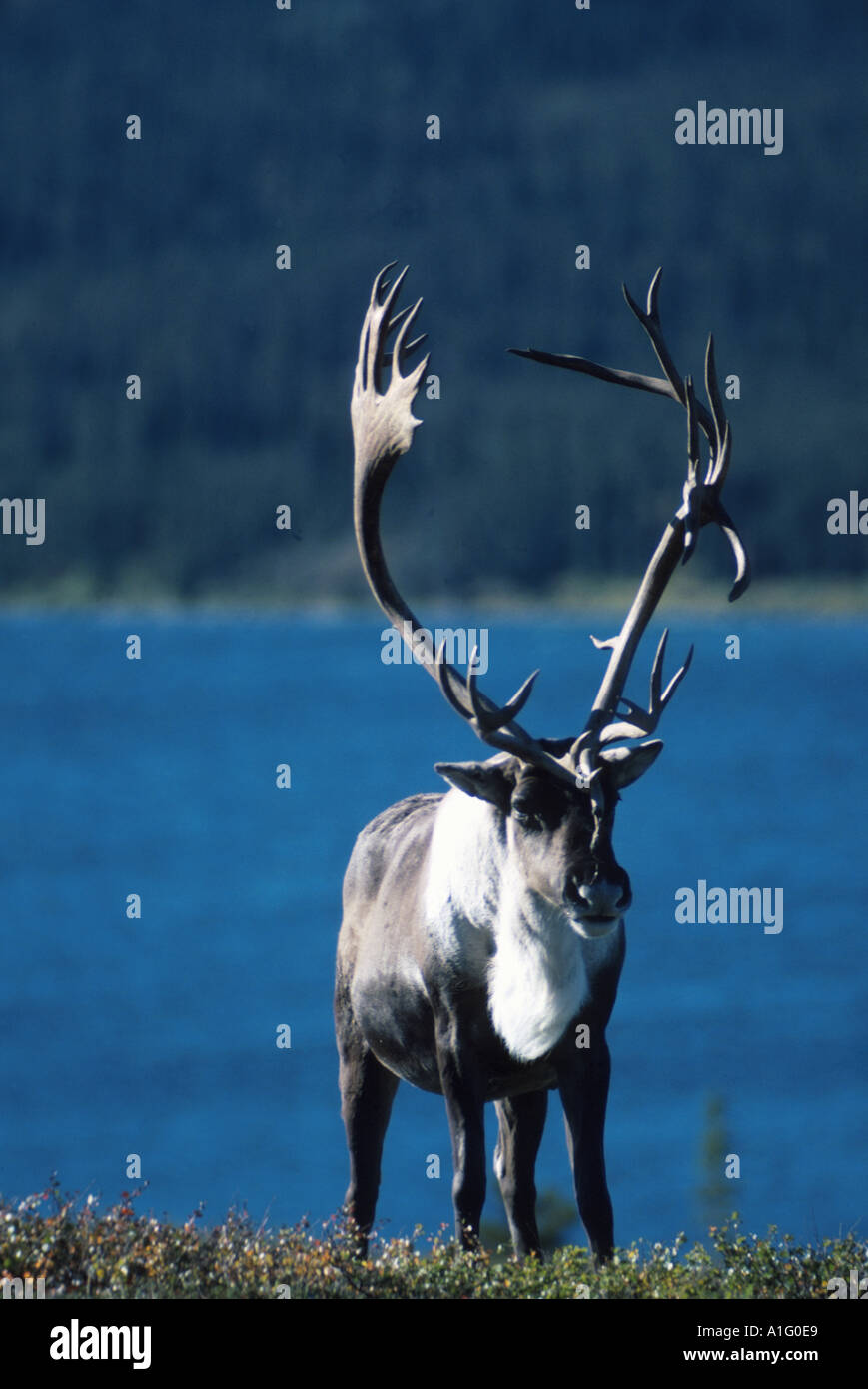 Interior alaska summer hi-res stock photography and images - Alamy