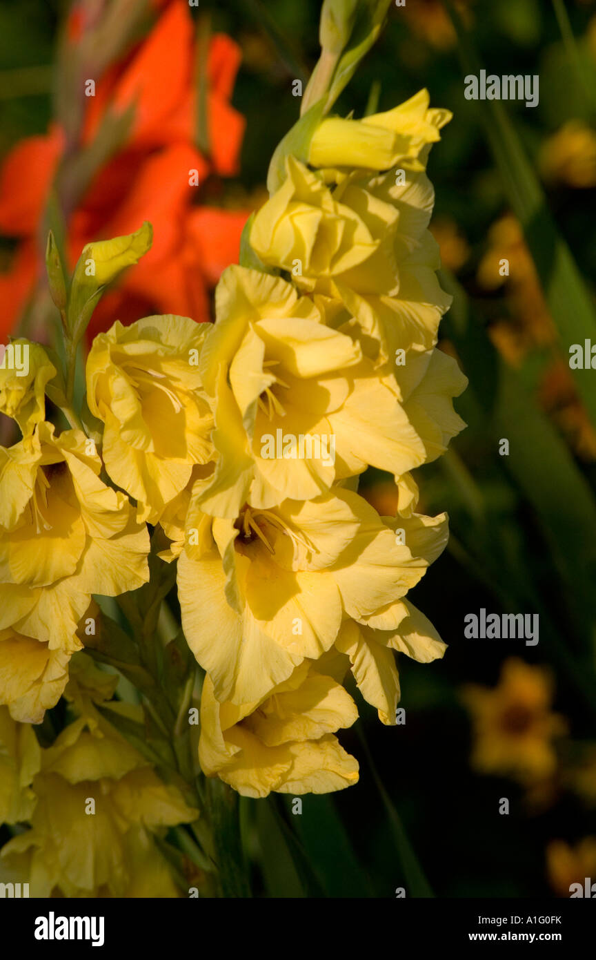Yellow gladiolus flower close up var Copernicus Stock Photo - Alamy