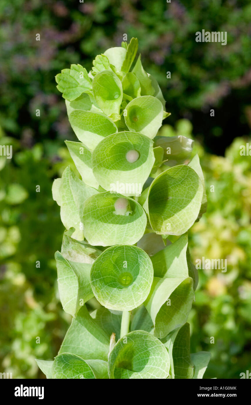Green plant of Irish Bells Moluccella laevis Stock Photo - Alamy