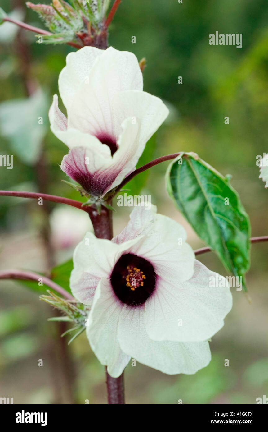 White and angola hi-res stock photography and images - Alamy