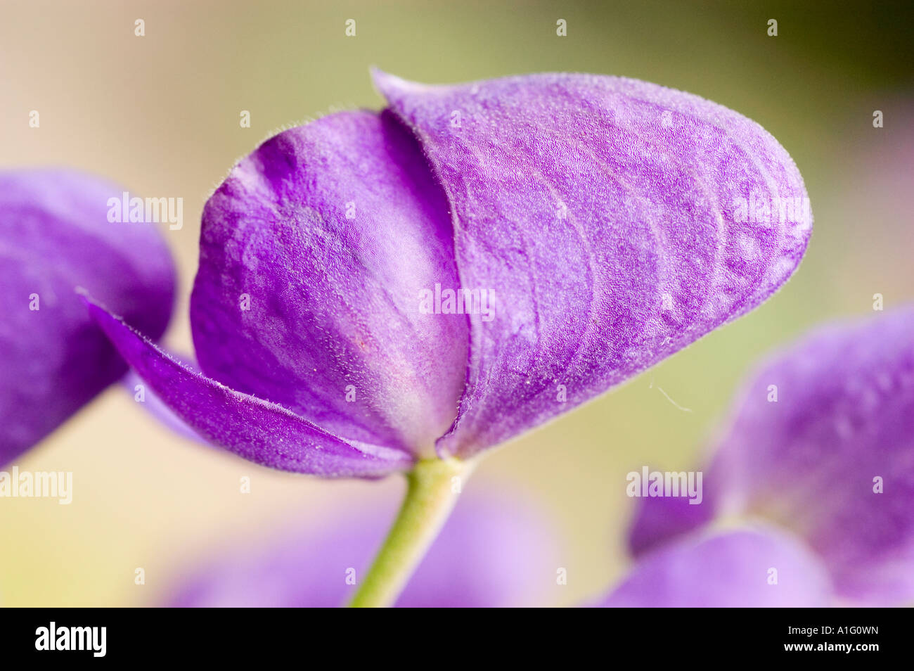 Wolfsbane hi-res stock photography and images - Alamy