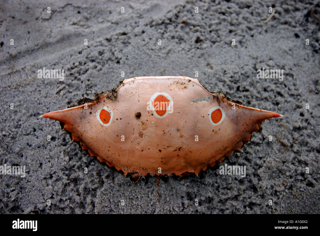 DECORATIVE CRAB SHELL WASHED UP ON MUDFLATS Stock Photo - Alamy