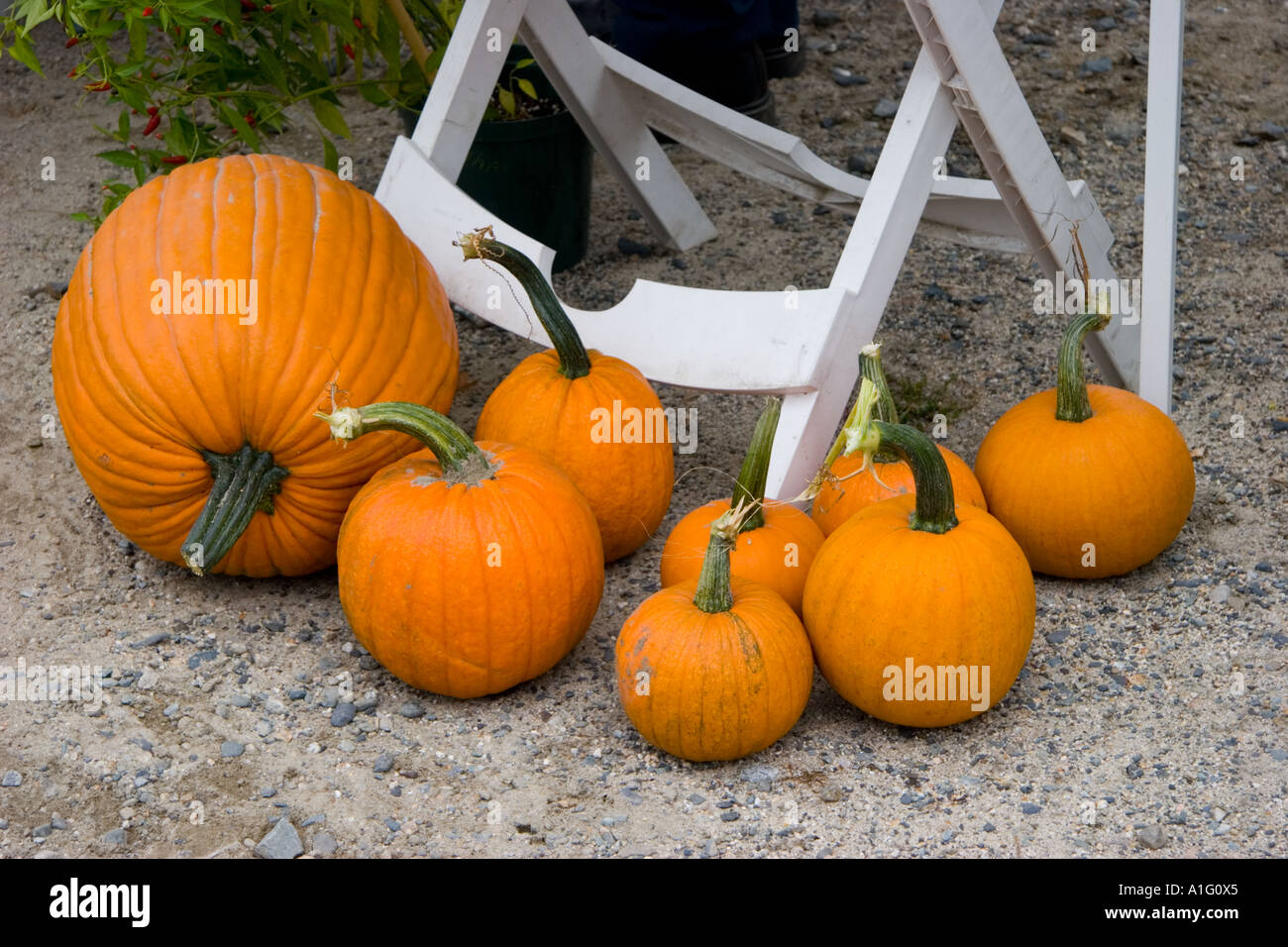 Pumpkin isolated sizes hi-res stock photography and images - Alamy