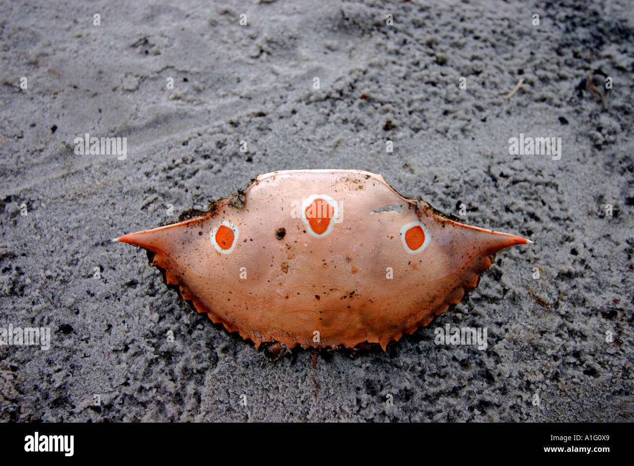 Empty crab shell orange hi-res stock photography and images - Alamy
