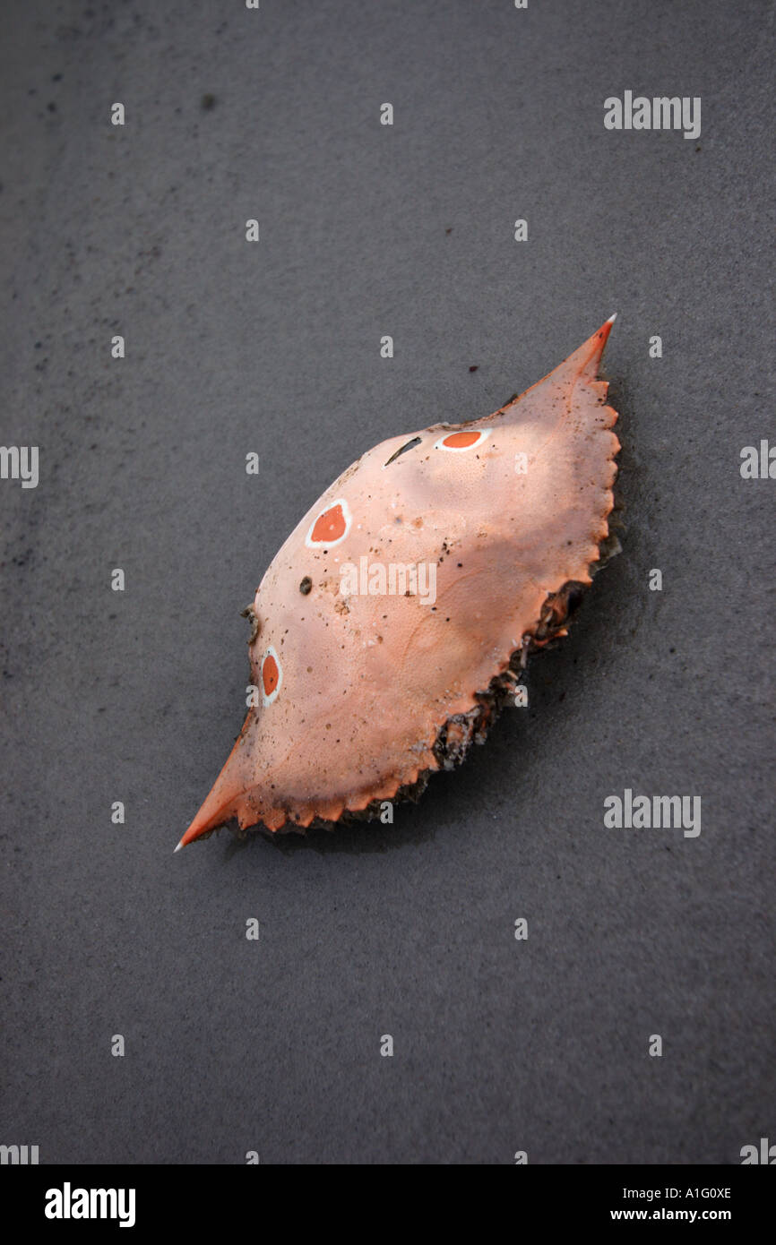 DECORATIVE CRAB SHELL WASHED UP ON MUDFLATS Stock Photo - Alamy