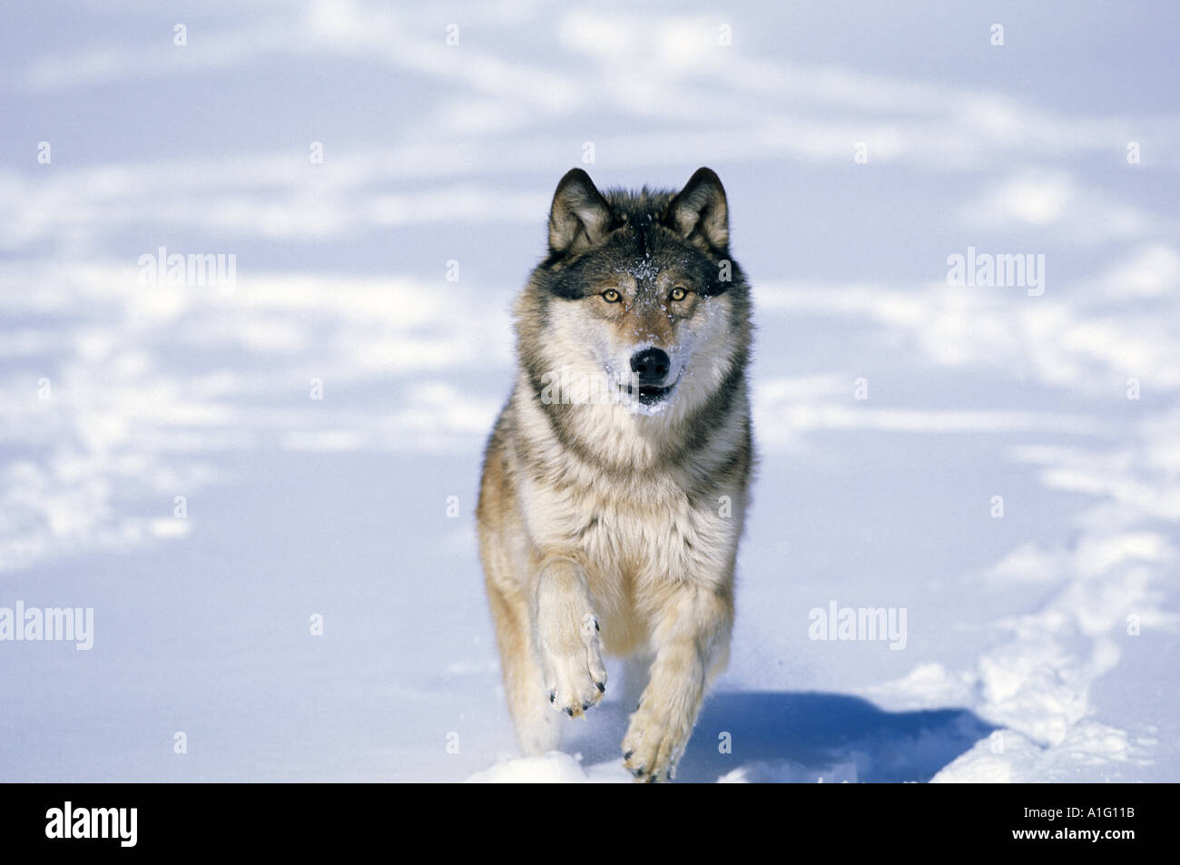 Wolf walker hi-res stock photography and images - Alamy