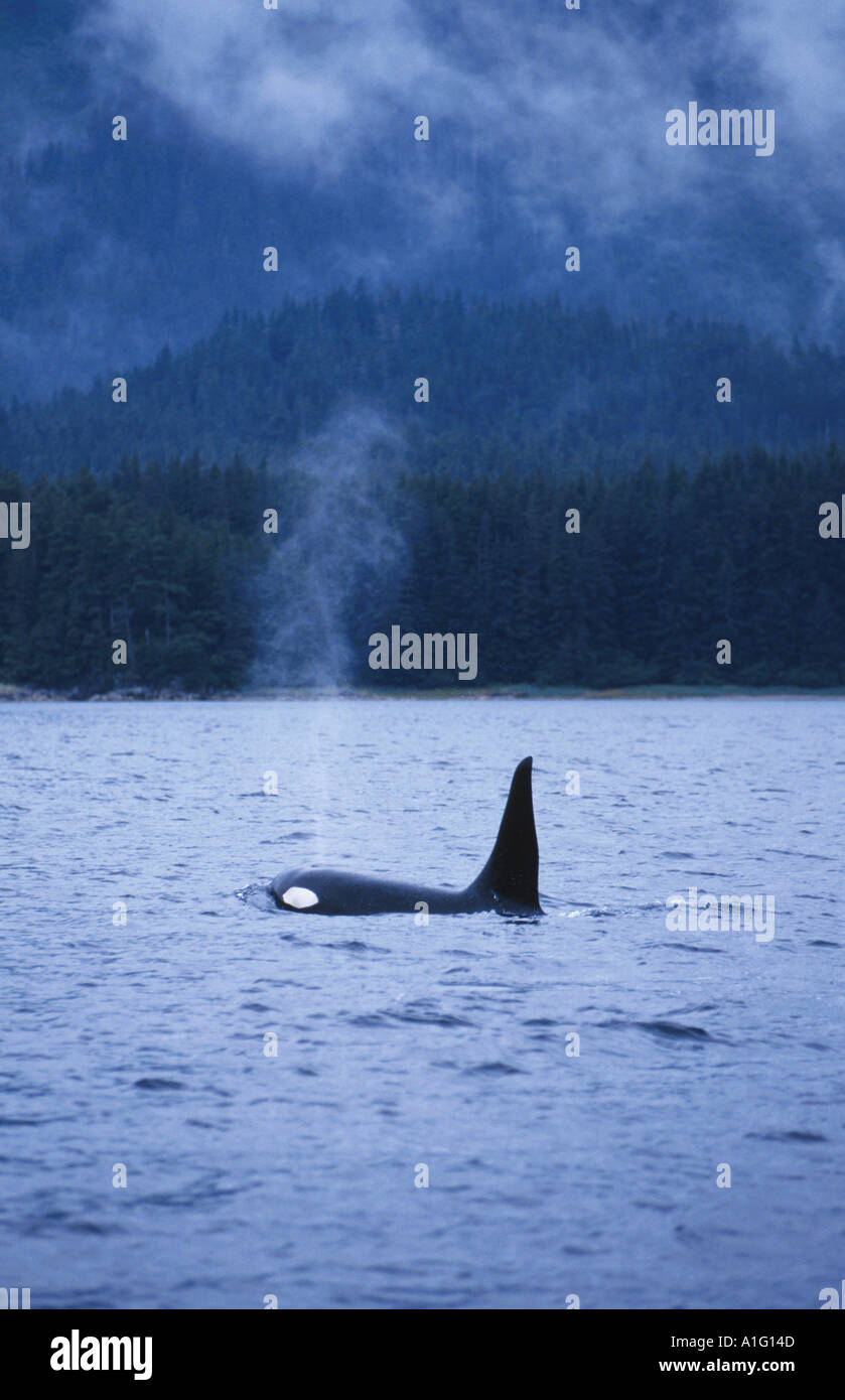 Orca Whale Swimming Southeast Alaska Stock Photo - Alamy