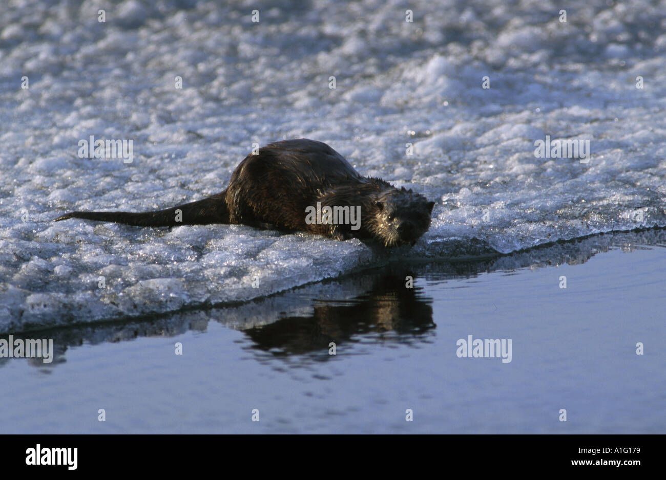 River otter alaska hi-res stock photography and images - Alamy