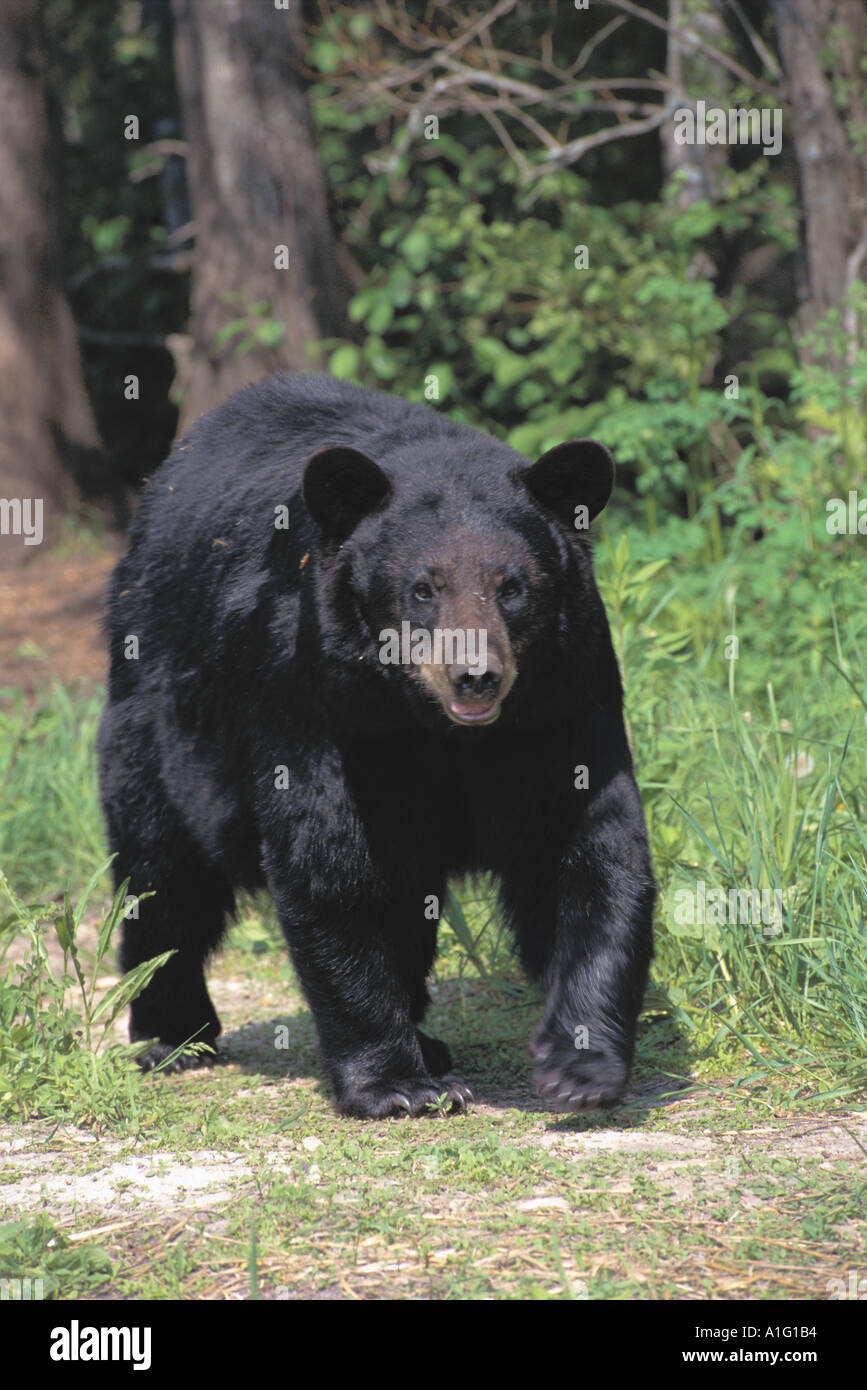 Black Bear Walking in Woods Near Canadian Border Alaska Stock Photo - Alamy