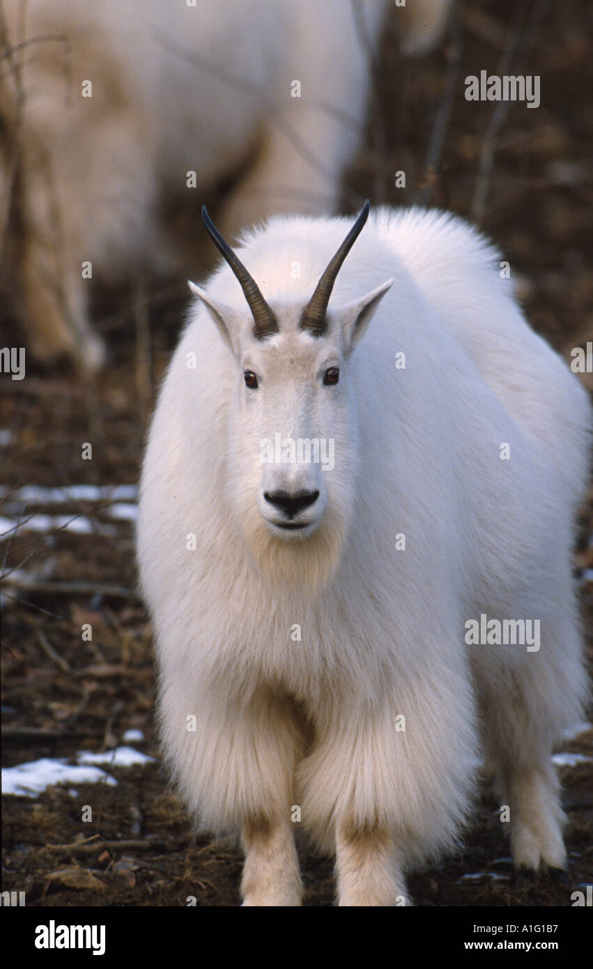 Mountain Goat on Mountain Side Fall Alaska Stock Photo - Alamy