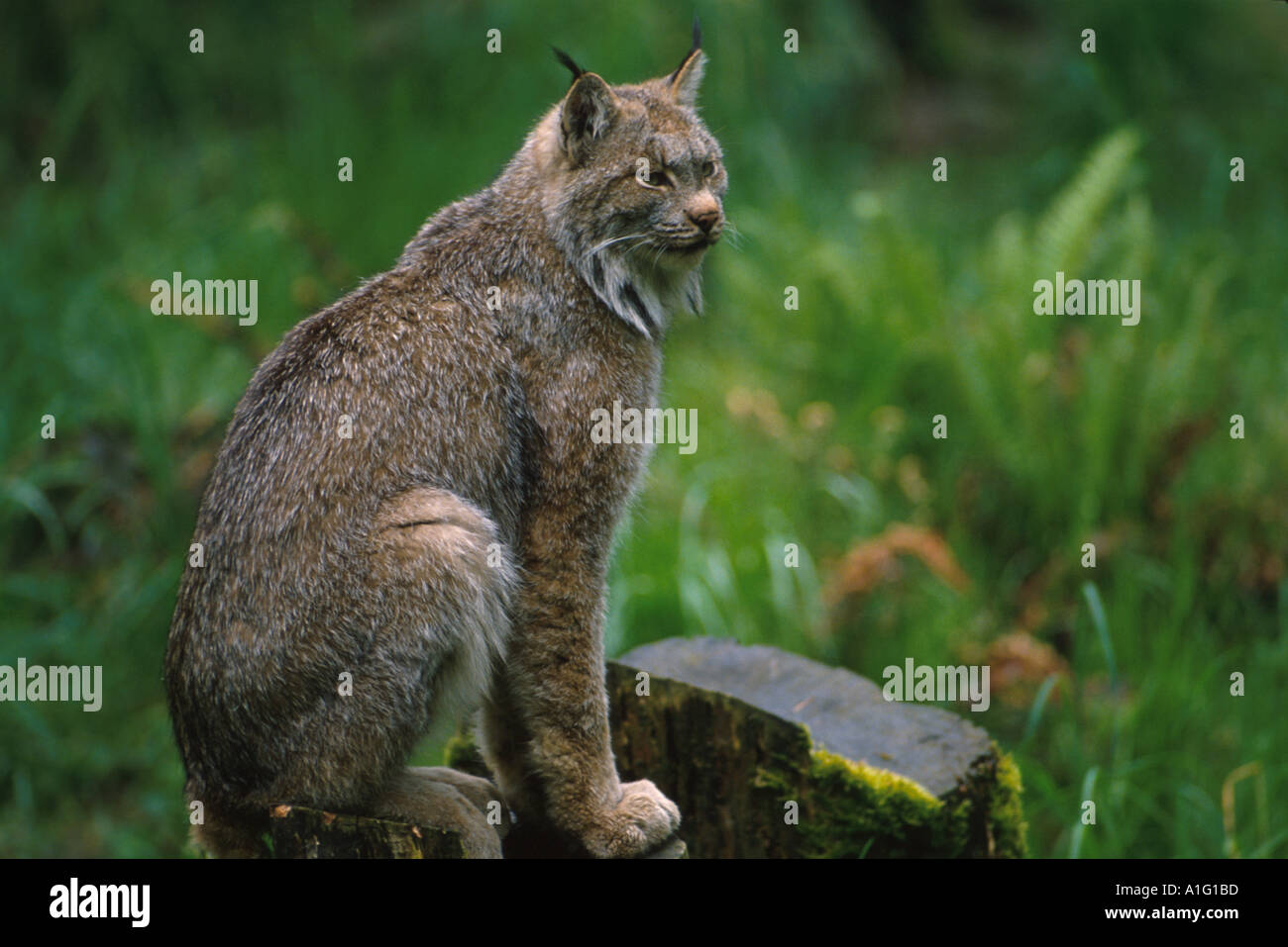 Adult Lynx Lynx Lynx Sitting On Rock High Resolution Stock Photography ...