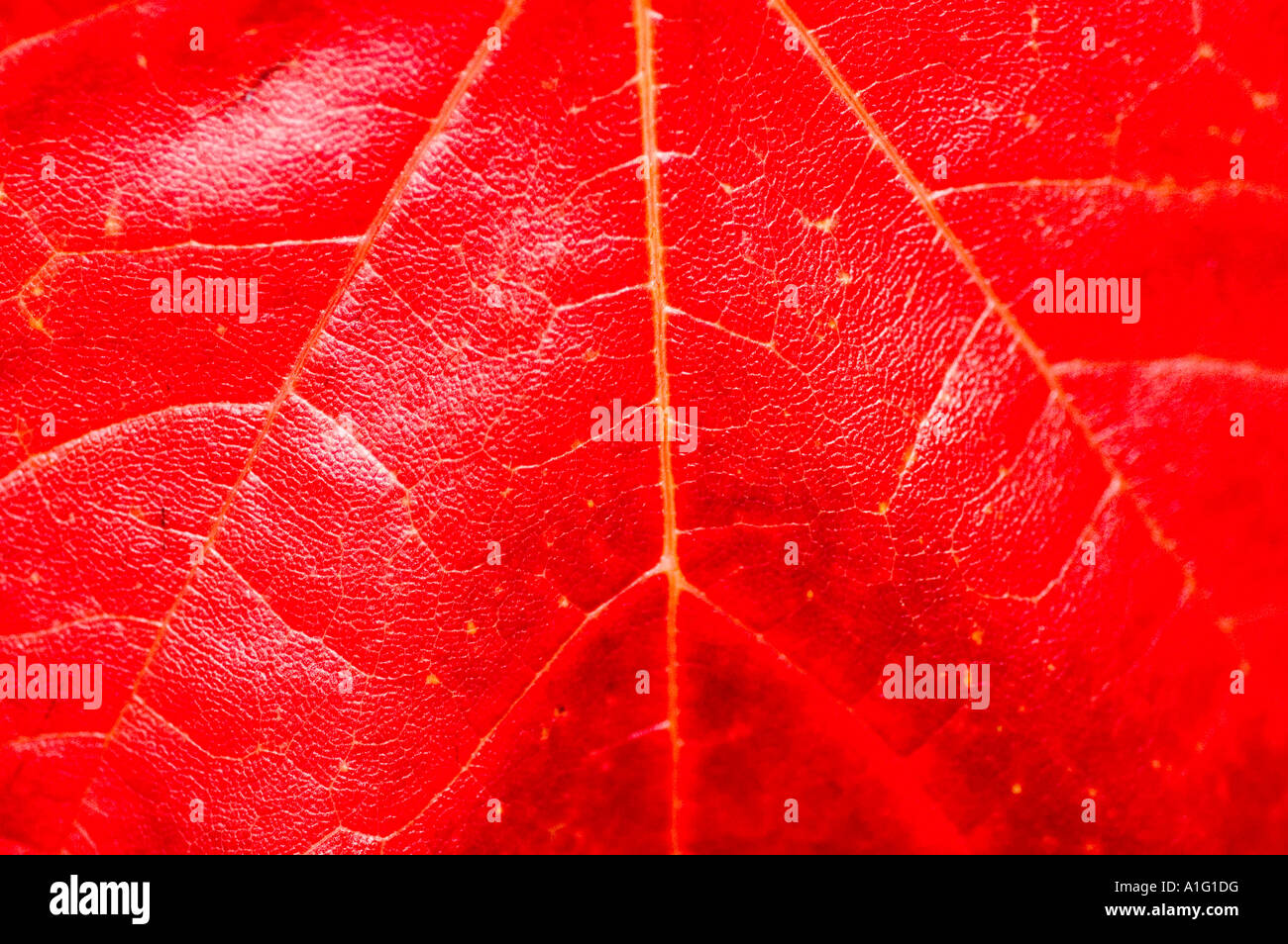 Vivid vein patterns hi-res stock photography and images - Alamy