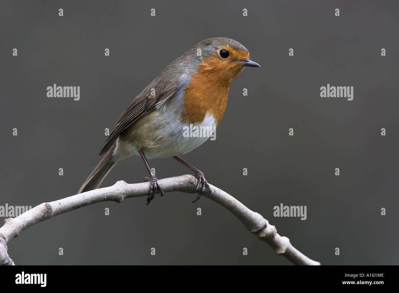 Robin on a branch Stock Photo - Alamy