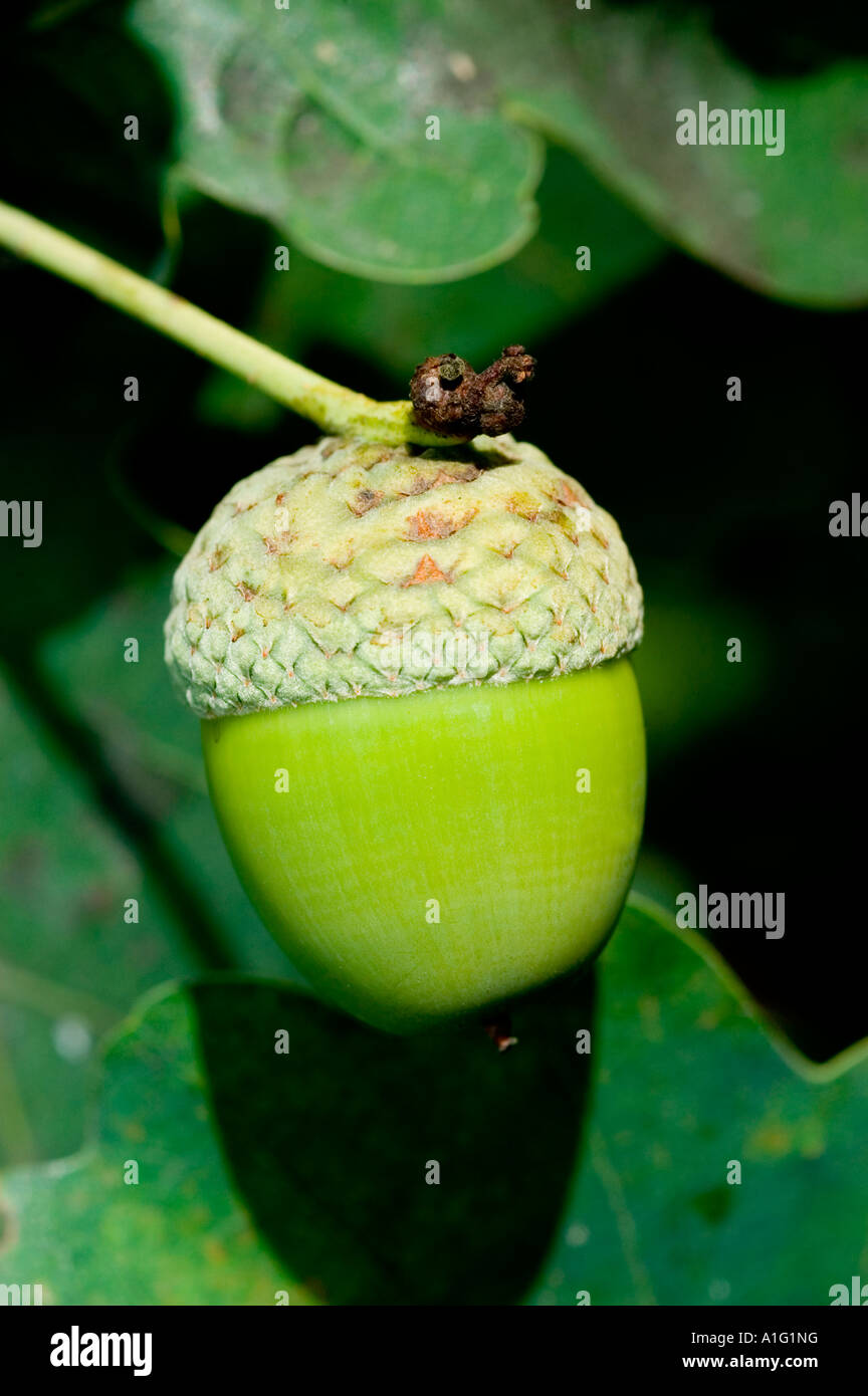 Acorn nut close up English Pedunculate Oak Quercus robur Stock Photo ...