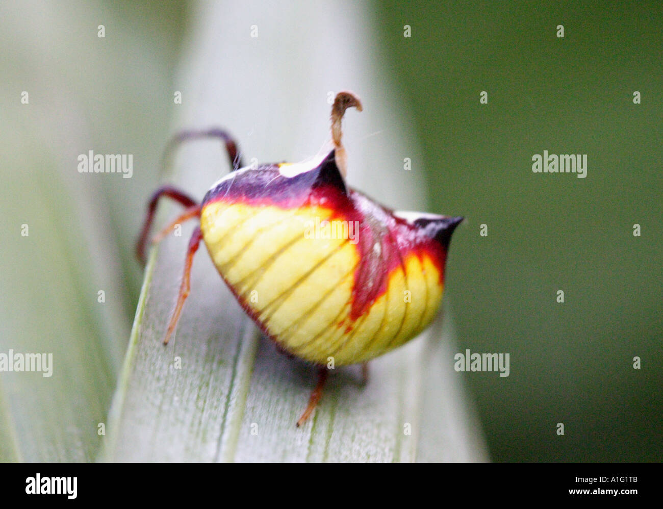 CLOSE UP OF A TWO SPINED SPIDER Stock Photo - Alamy